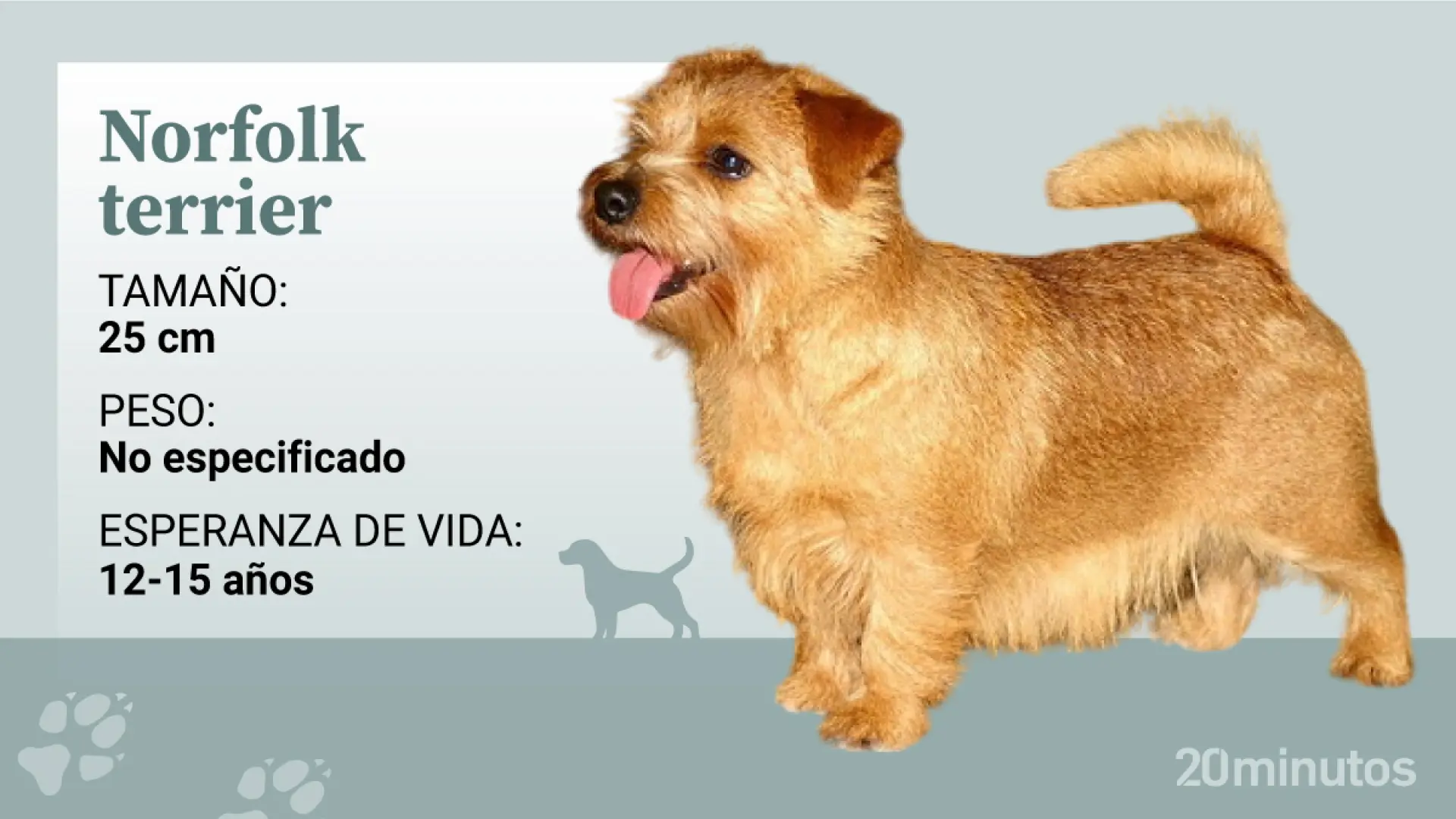 Así es el Norfolk terrier, un perro pequeño y robusto, enérgico y alegre