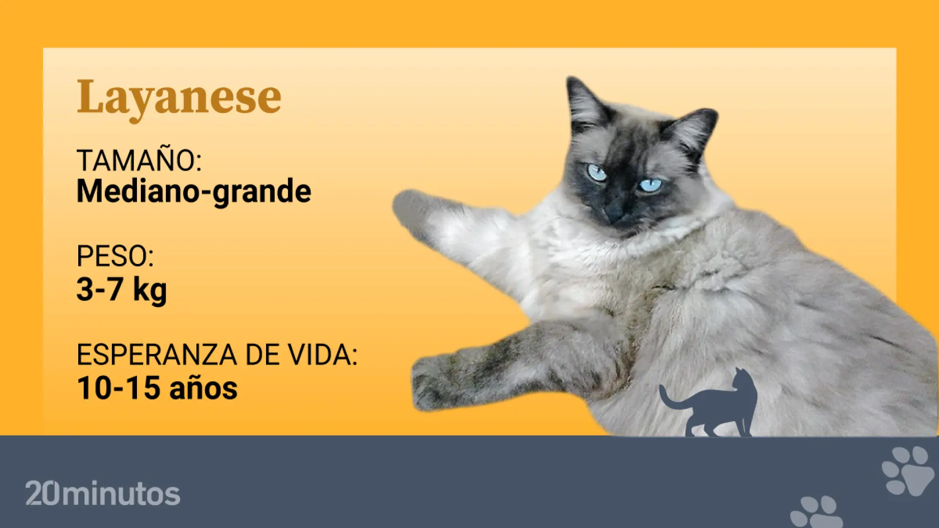 Así es el exclusivo layanese: las razas 'de diseño' también han llegado ...