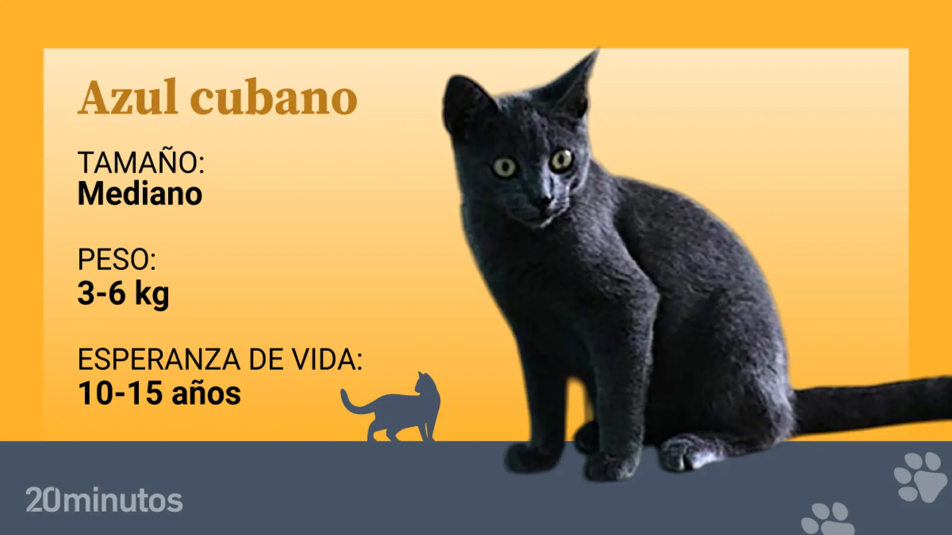 El raro azul cubano, el único gato autóctono con estatus de raza de la ...
