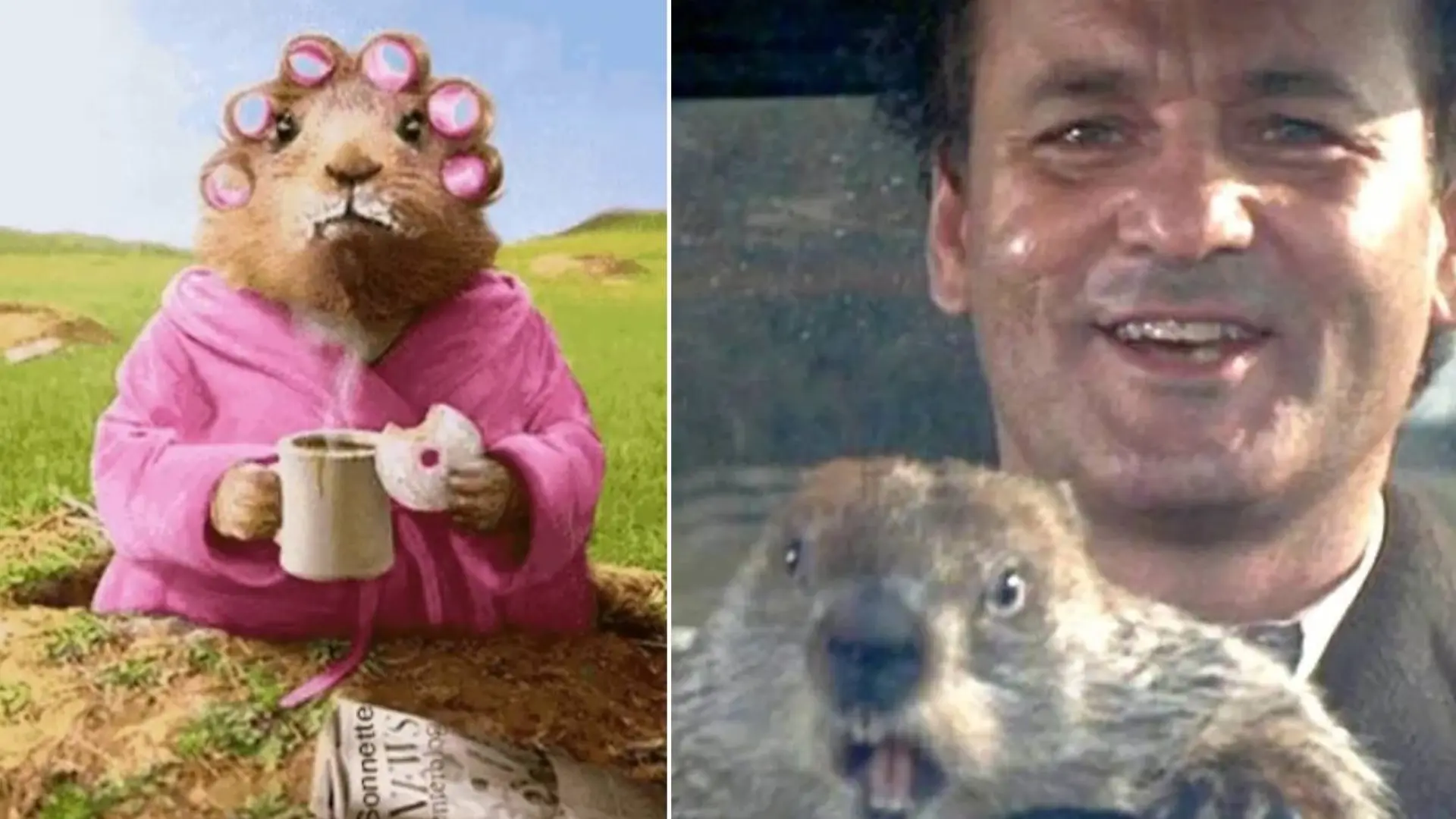 "Es el día de la marmota... Otra vez": Phil llena las redes de ...