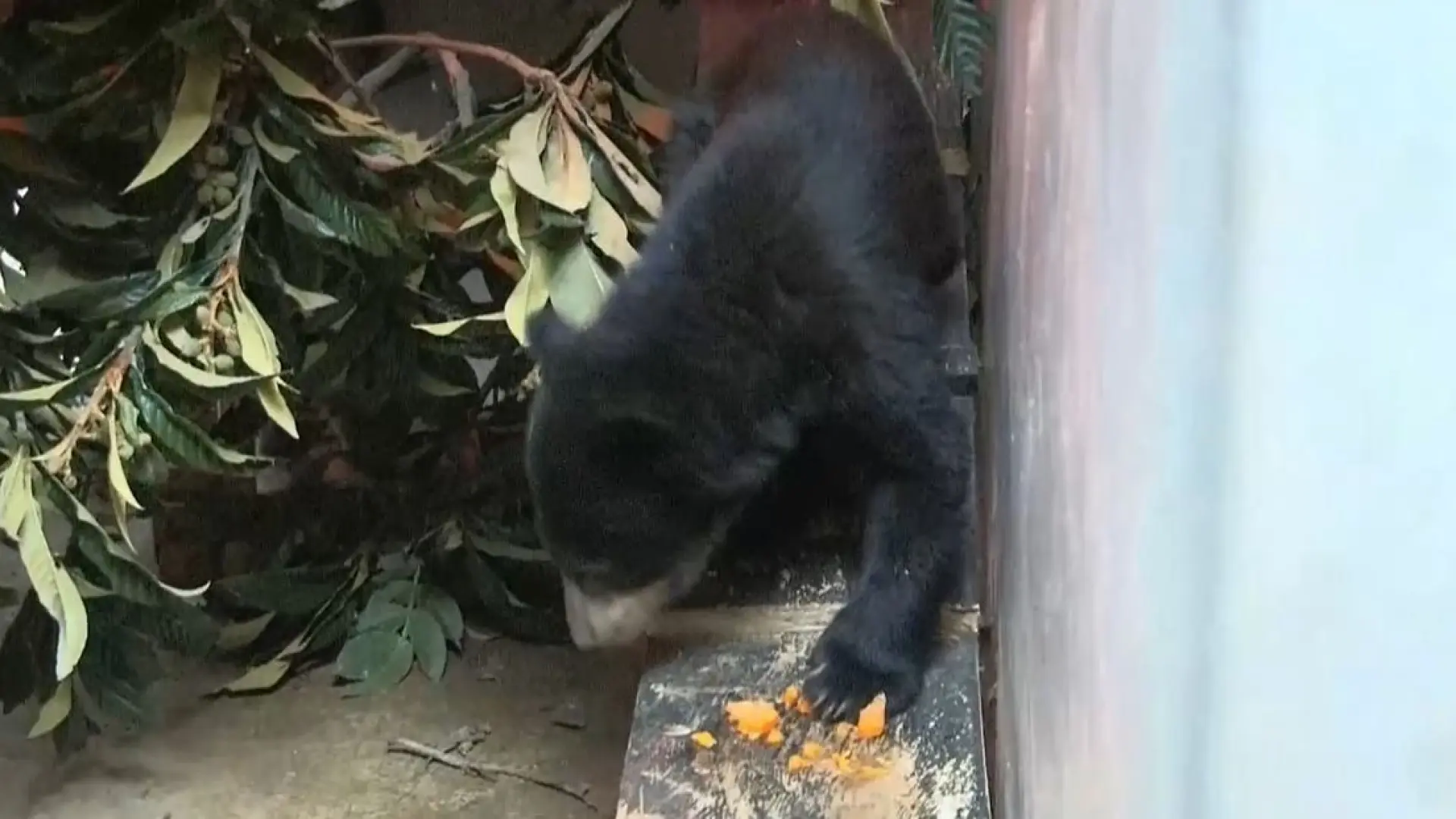 Vídeo: Una cría de oso andino busca padrinos para su nuevo hogar en ...