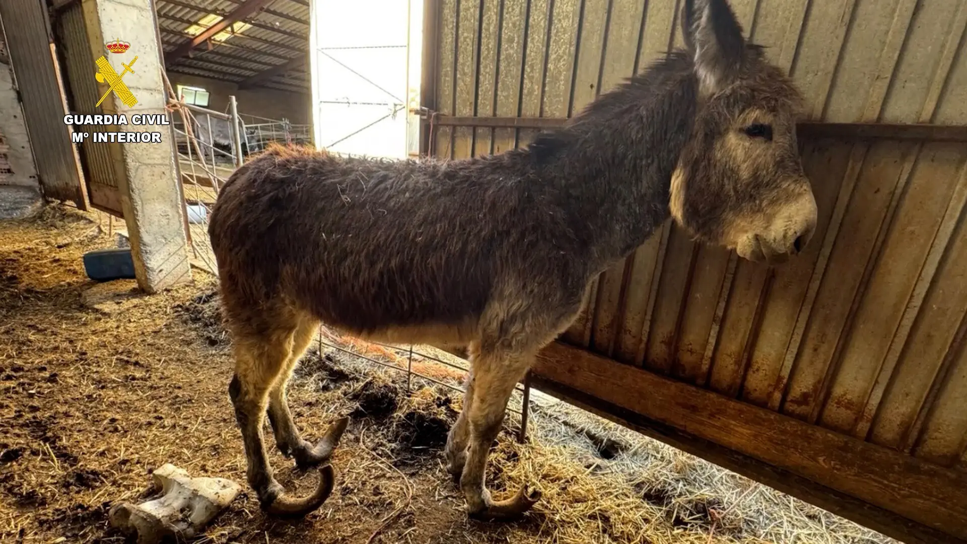 Burros entre heces y 70 animales abandonados: investigan por maltrato a ...
