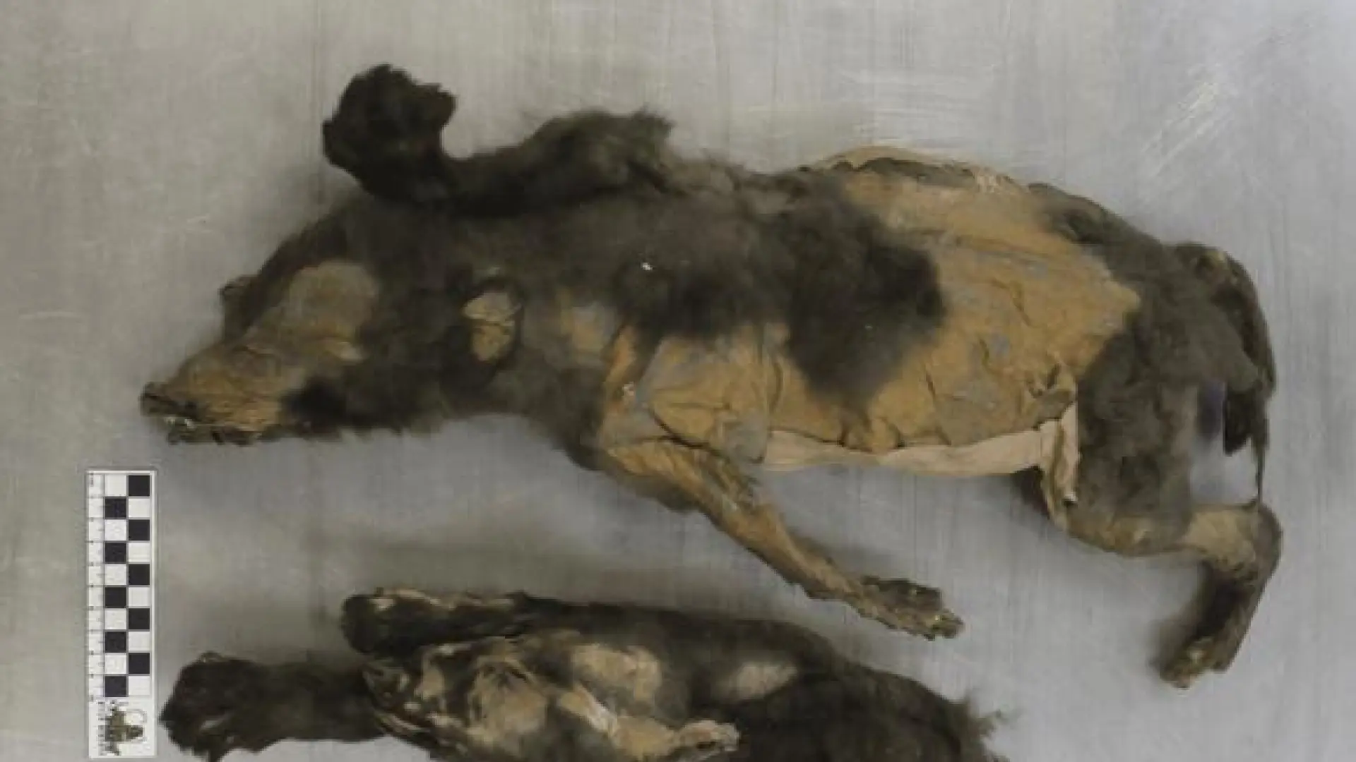 Los 'Cachorros de Tumat' de la Edad de Hielo no eran perros domésticos ...