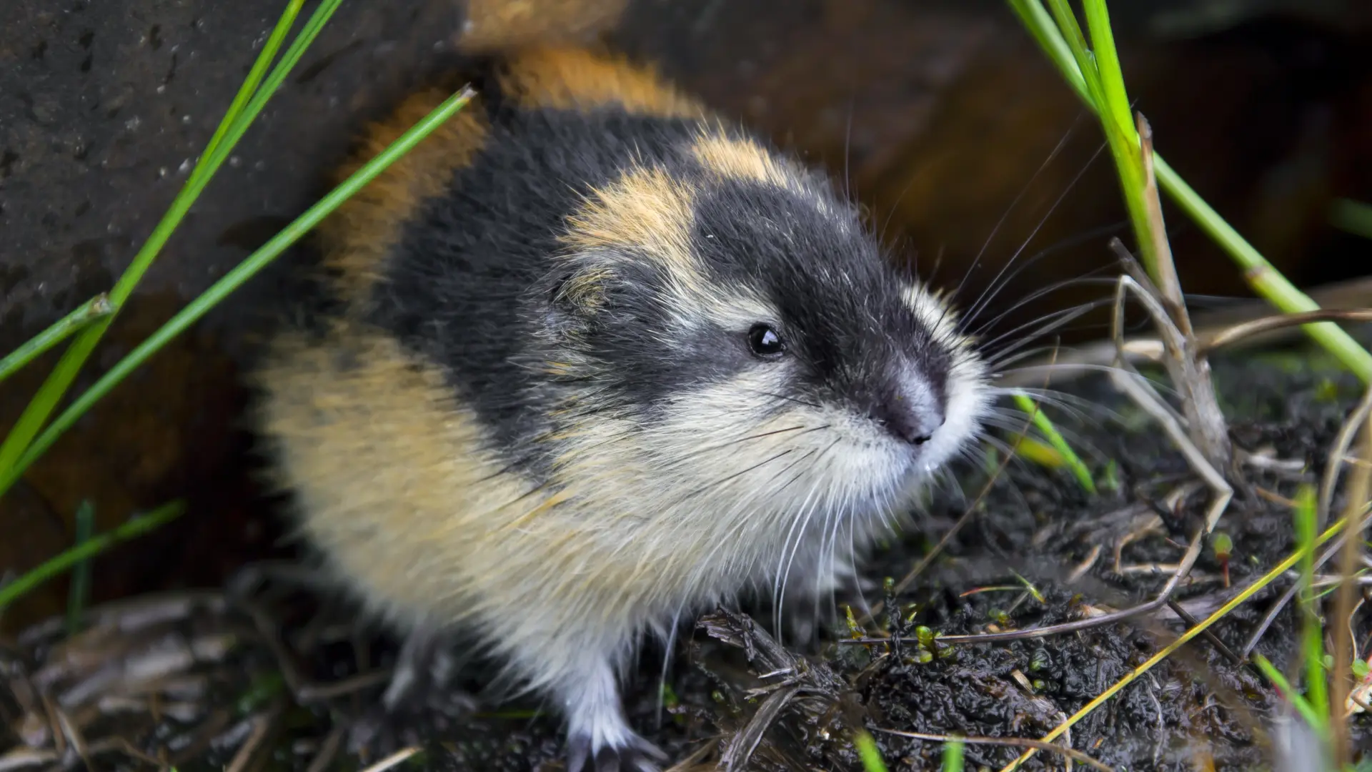 El genoma del lemin noruego desvela que es una especie única