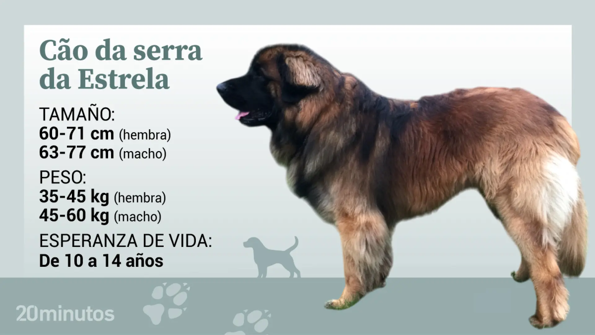 El perro de la Sierra de la Estrella, un moloso de carácter valiente ...