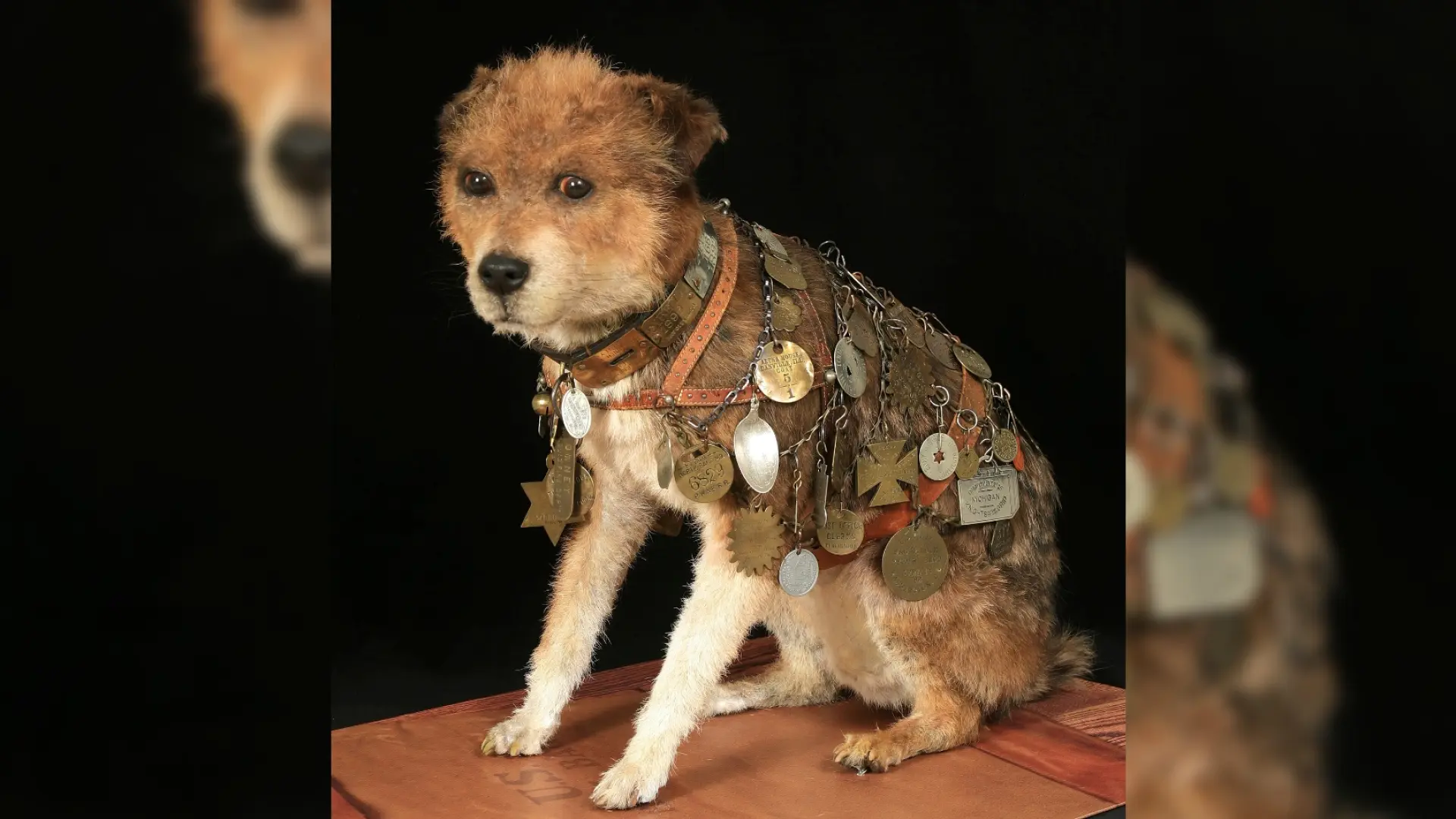 La historia de Owney, el perro mensajero que recorrió cientos de ...