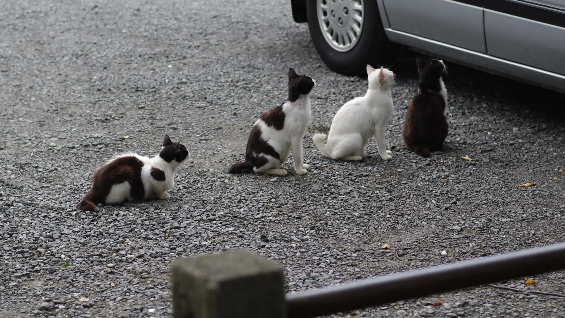 Los omagari neko o kagi neko: gatos de cola corta y torcida que dan ...