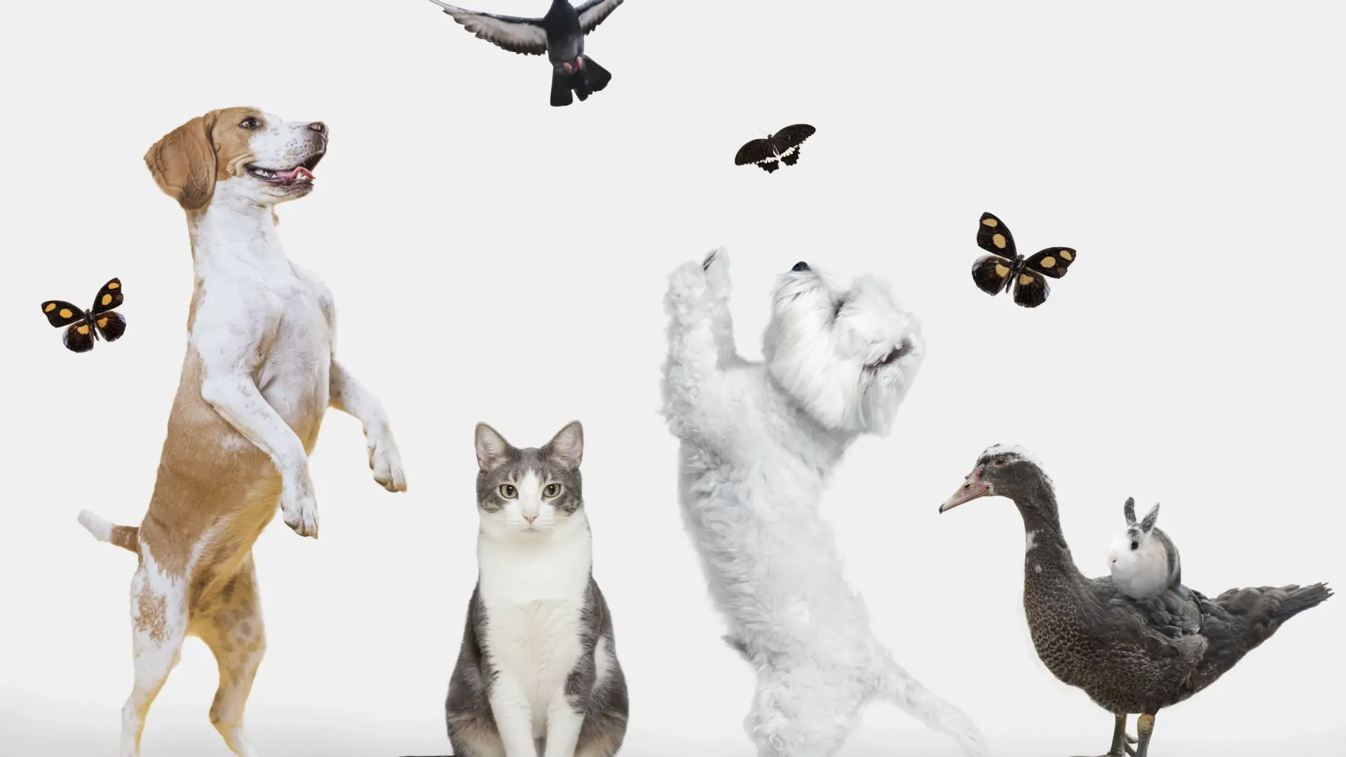 La cara B de convivir y cuidar de un animal: el hilo viral que desata confesiones inesperadas ...