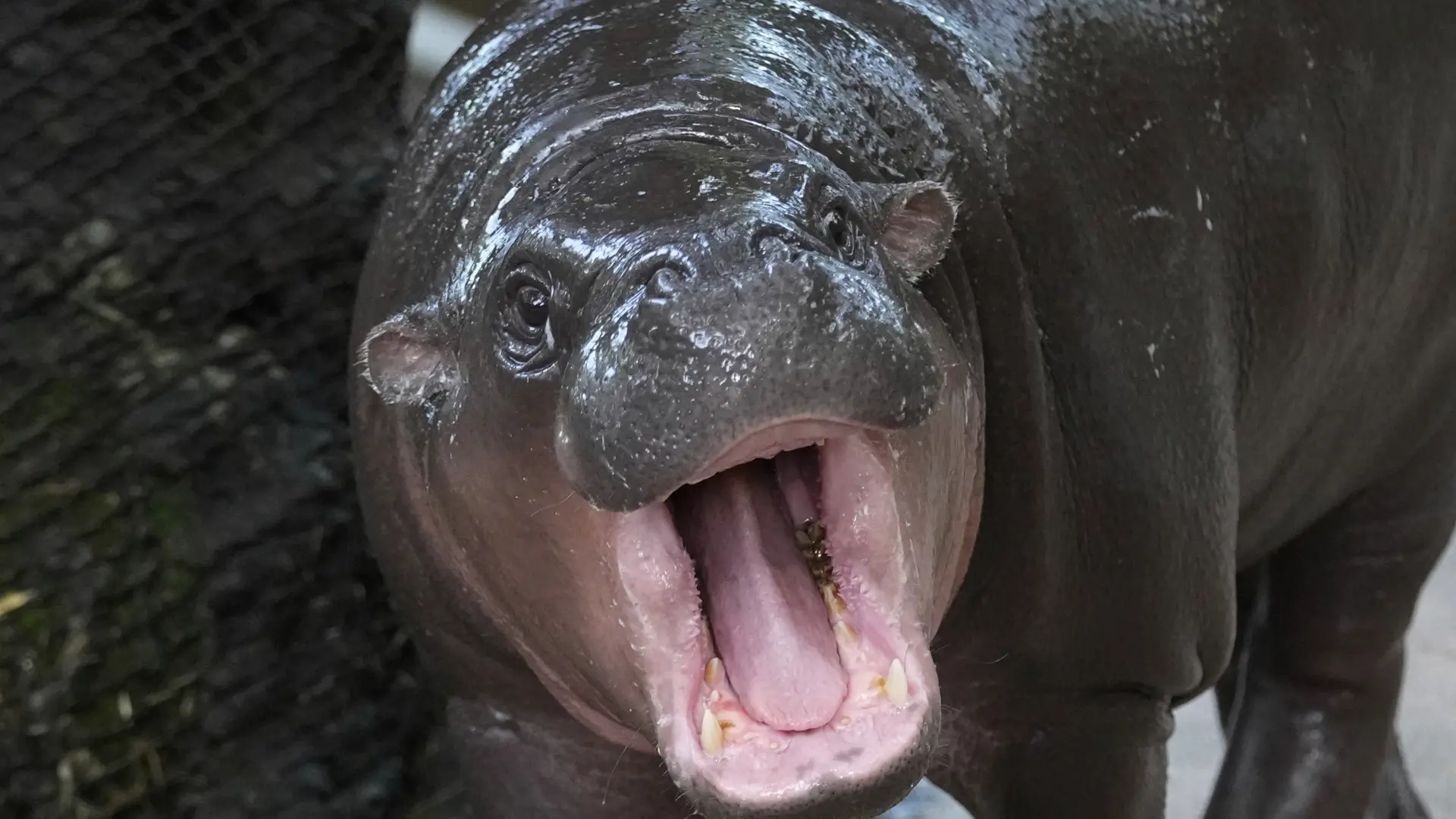 Moo Deng, el hipopótamo viral de Tailandia, celebra su primer ...