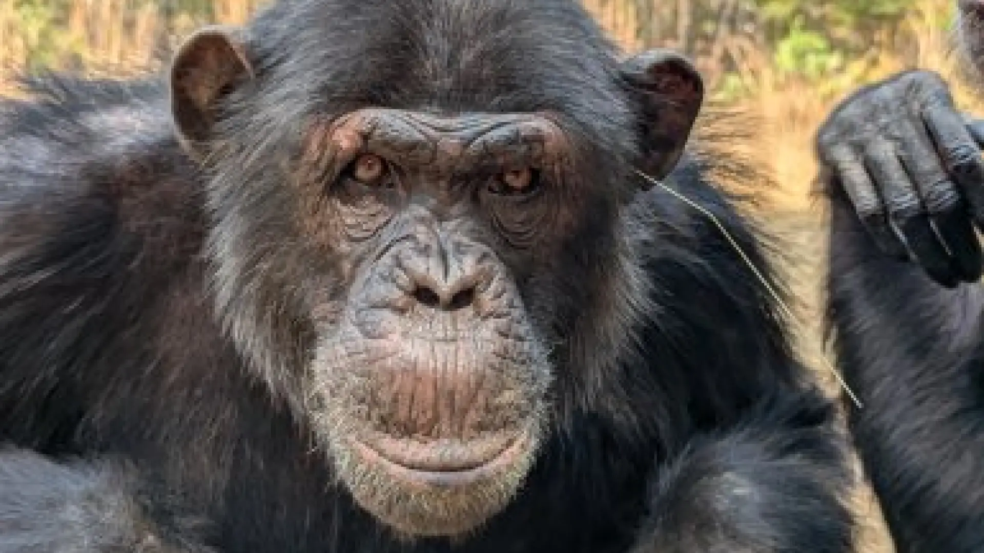 Sweet xxxxx really simple to reach, two-step system, the