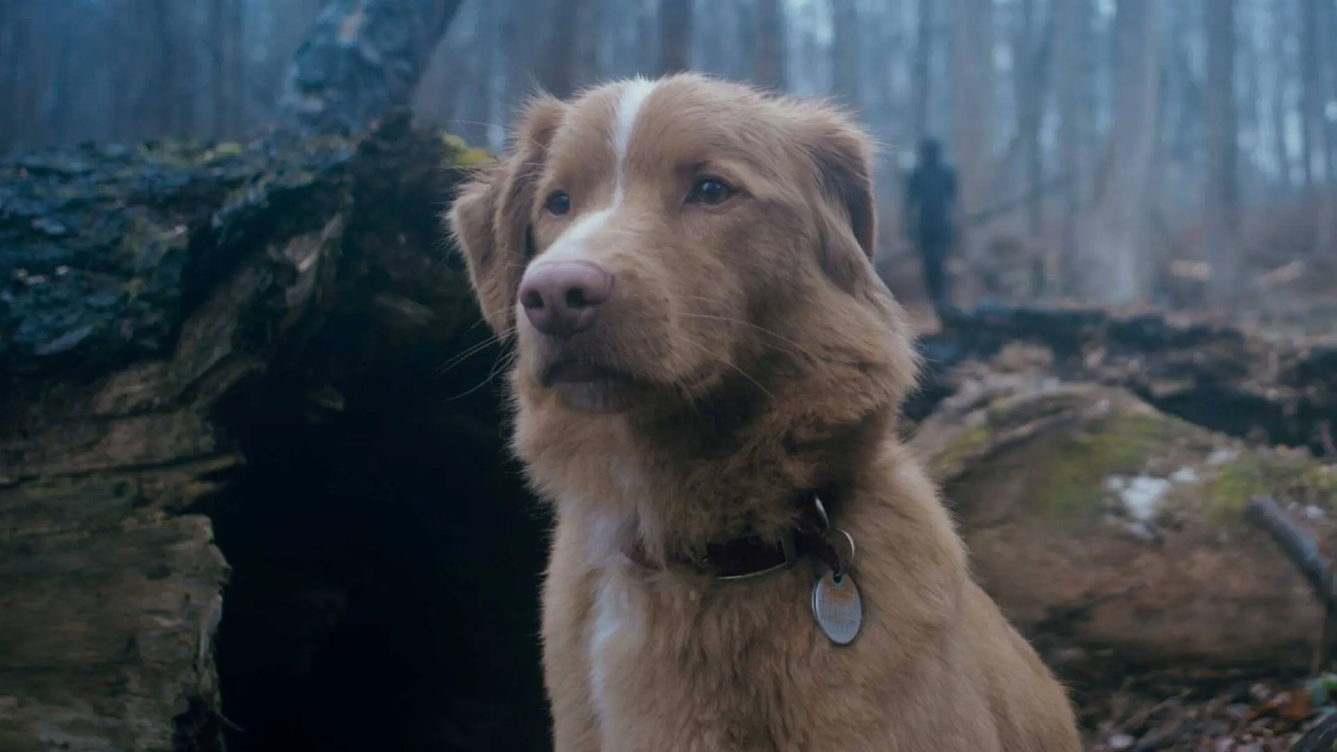 La película de terror que también te robará el corazón por su insólito ...