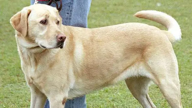 Cómo calcular científicamente la edad ‘humana’ de los perros