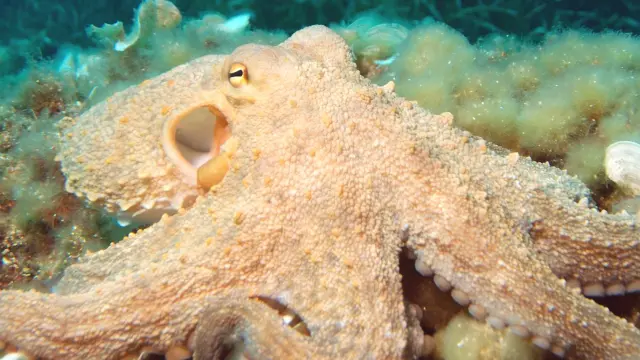 Descubren un ancestro común entre los humanos y los pulpos que explica ...