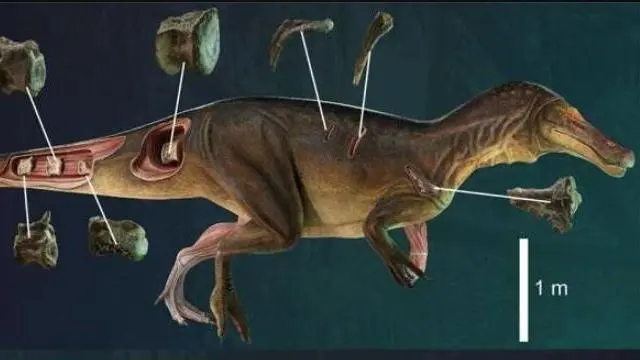 Iberospinus natarioi: la nueva especie de dinosaurio descubierta en ...