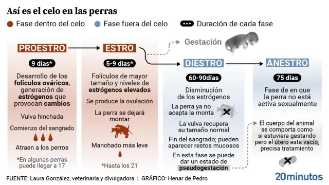 El ciclo sexual de las perras: cuándo empieza, cómo detectarlo y sus fases