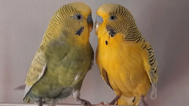 ¿Qué pasa si tengo un periquito con la nueva Ley de Bienestar Animal?