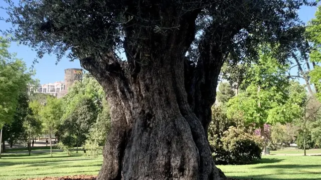 Un olivo de 627 años supera al ahuehuete y se convierte en el árbol más ...