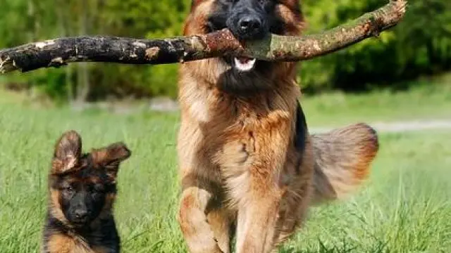 Arkadas, el perro de rescate que Turquía donó a México para homenajear ...