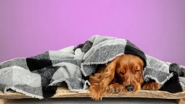 ¿Los perros pueden tener dolores de cabeza y migrañas?