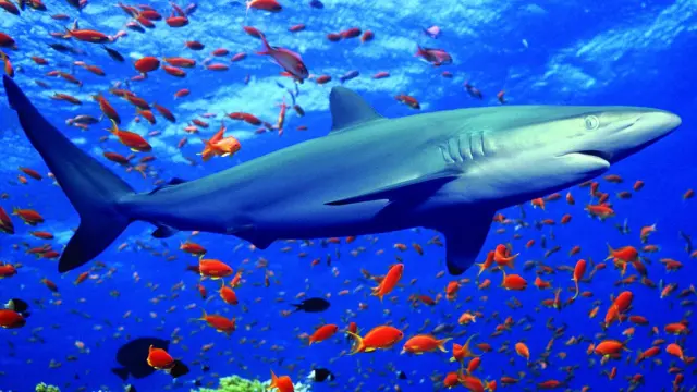 Registran el viaje más largo de un tiburón sedoso, con unos 27.500 ...