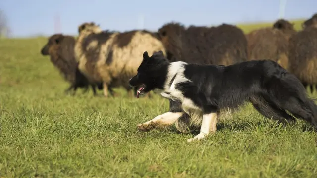Los perros más ‘listos’ no tienen cerebros más grandes, según un estudio