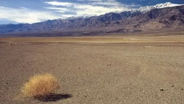 Vídeo del día: Rueda, rueda, arbusto rodante