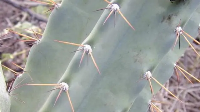 La espinas del cactus inspiran una técnica para acabar con los vertidos