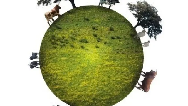 Más de 200 cabezas de ganado concurren desde este viernes en la Feria ...