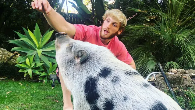 Encuentran la mascota cerdo del 'youtuber' Logan Paul abandonada "con ...