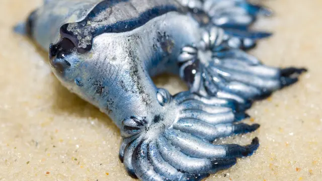 El dragón azul llega también a playas de Andalucía: así es su temida ...