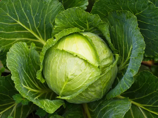 Los Influencers.Barceloneta: Ni cocido ni consomé: el caldo típico que ...
