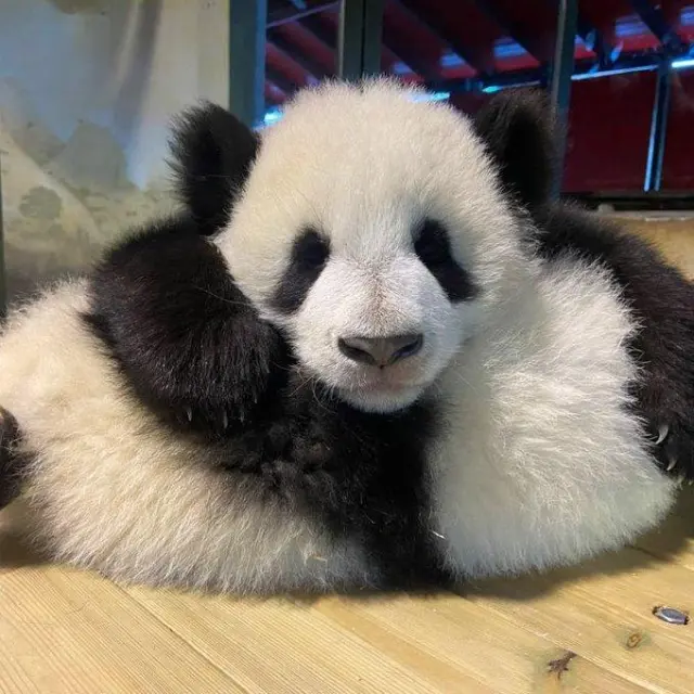 Con 'Chu Lin' empezó todo: la historia del panda que se convirtió en la ...