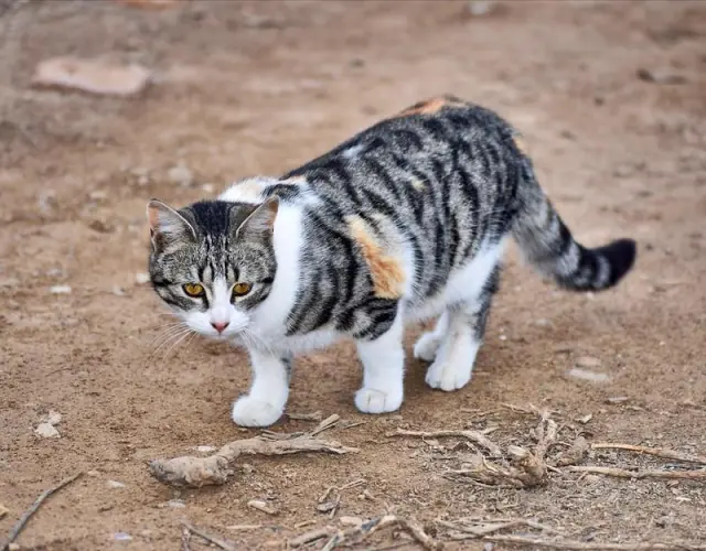 Los gatos tricolores tortuga y calicó: ¿son todas hembras?, ¿cuántas ...