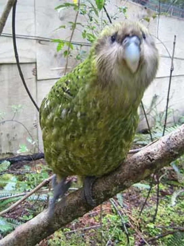 El loro más raro del mundo está en peligro de extinción