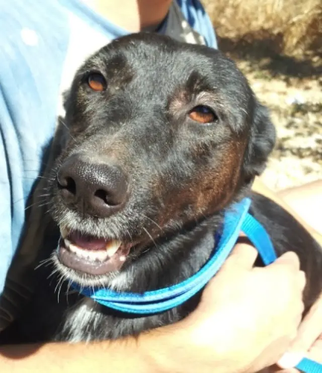 ¿Son más listos los perros sin raza?