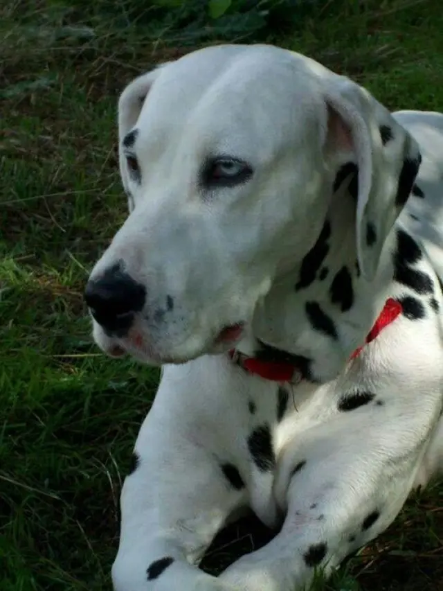 Fiona ha sido madre demasiadas veces, necesita un hogar tranquilo