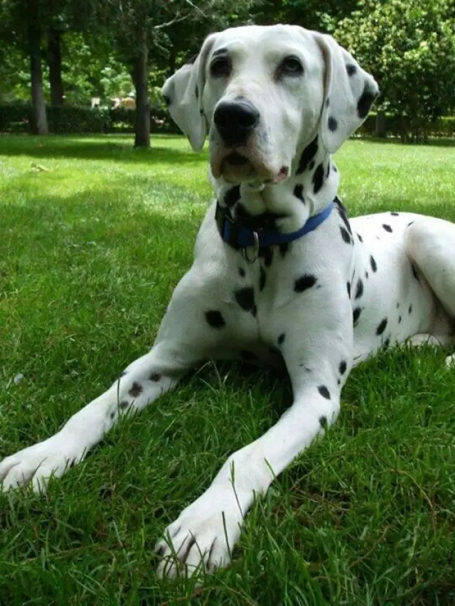 Fiona ha sido madre demasiadas veces, necesita un hogar tranquilo