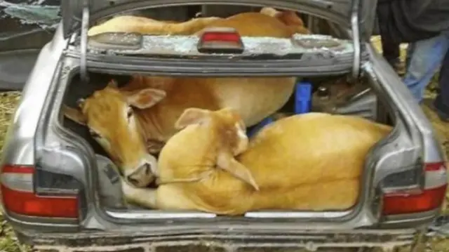 El genial truco de una vaca hambrienta para poder comer más