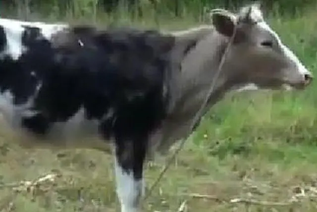 El genial truco de una vaca hambrienta para poder comer más