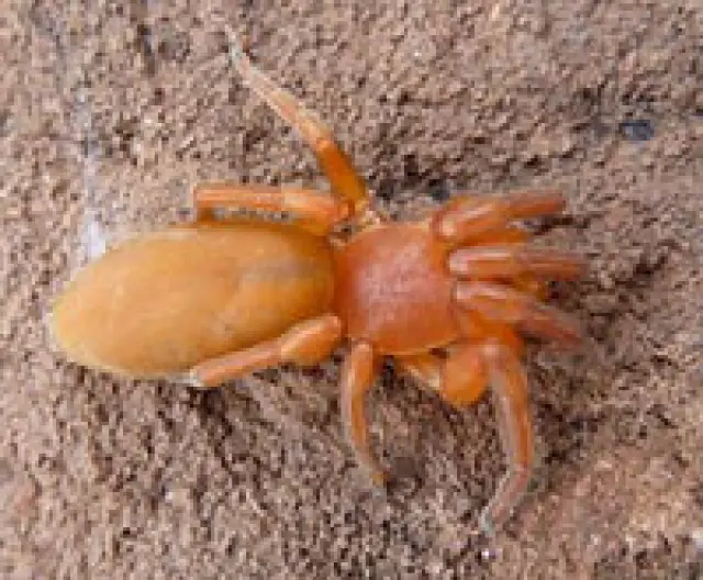 El hipopótamo Mick Jagger: 10 especies con nombres de 'celebrities'