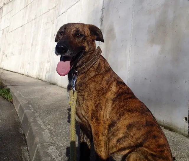 A los perros de pelaje atigrado les cuesta más encontrar un hogar