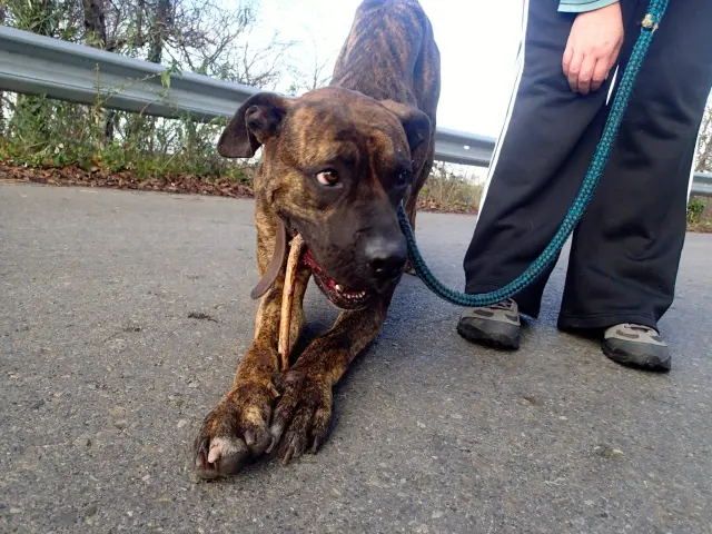 A los perros de pelaje atigrado les cuesta más encontrar un hogar