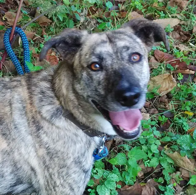 A los perros de pelaje atigrado les cuesta más encontrar un hogar