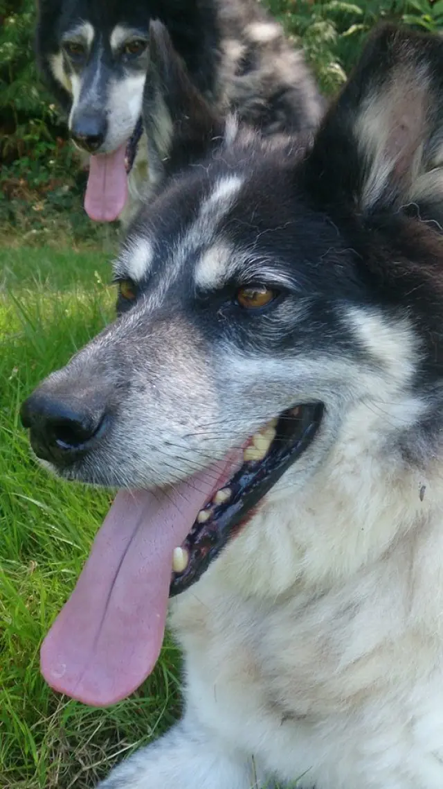 Furia y Colmillo, perros perfectos, inseparables, han cumplido una ...