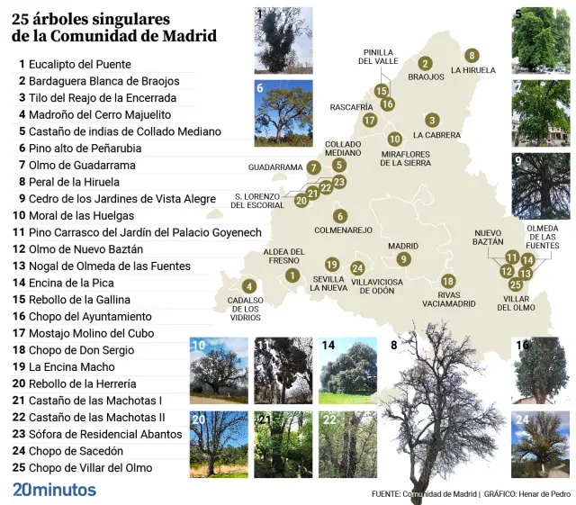 Antiguos, raros, de gran porte o excepcional valor: los 283 árboles ...