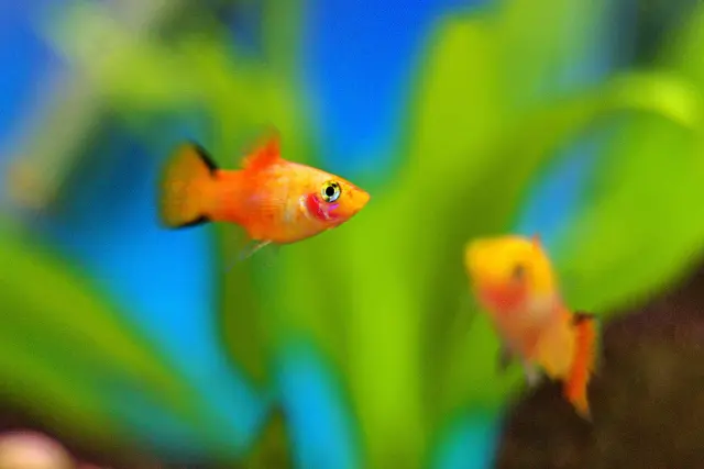 Guppys, neones, corydoras... cuáles son los peces más comunes en los ...