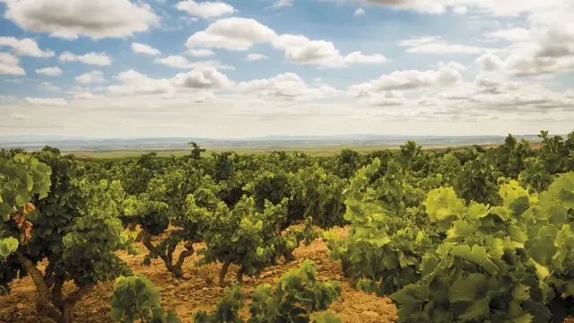 La mujer en el mundo del vino: "En la parte técnica la presencia ha ...