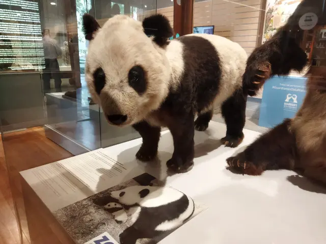 Con 'Chu Lin' empezó todo: la historia del panda que se convirtió en la ...