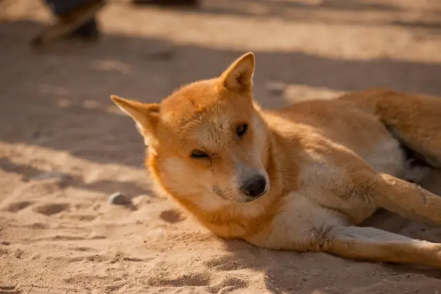 Tras las huellas de los perros callejeros de la Gran Pirámide de Guiza