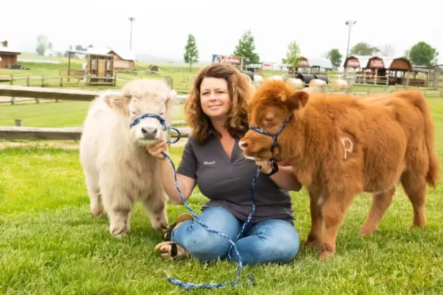 La moda de las mini granjas y el auge de vacas enanas, de menos de un ...